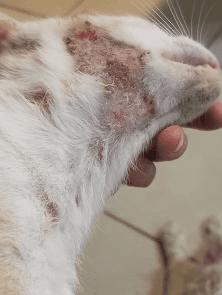 Cat Abscess Recovery: A Remarkable Turnaround in Days | Spooky2 Reviews